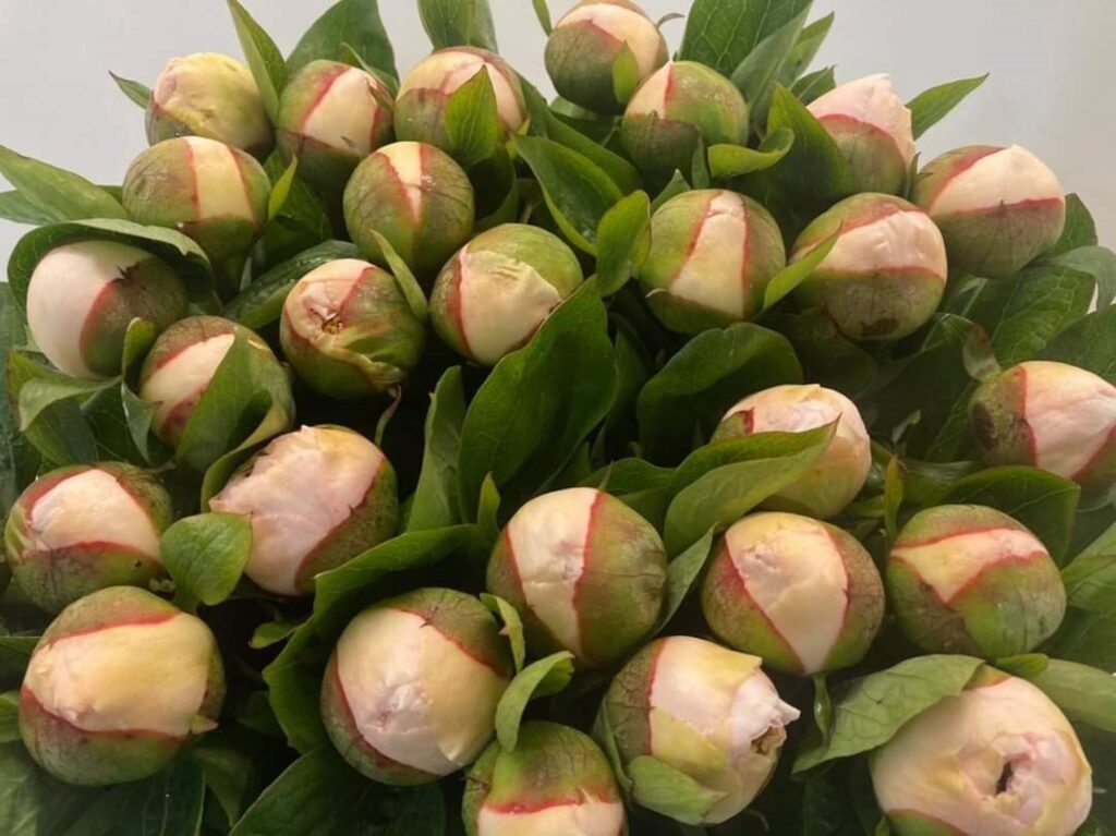 Peony Blushing Princess (Very early) - Green Works - Specialist in Peonies