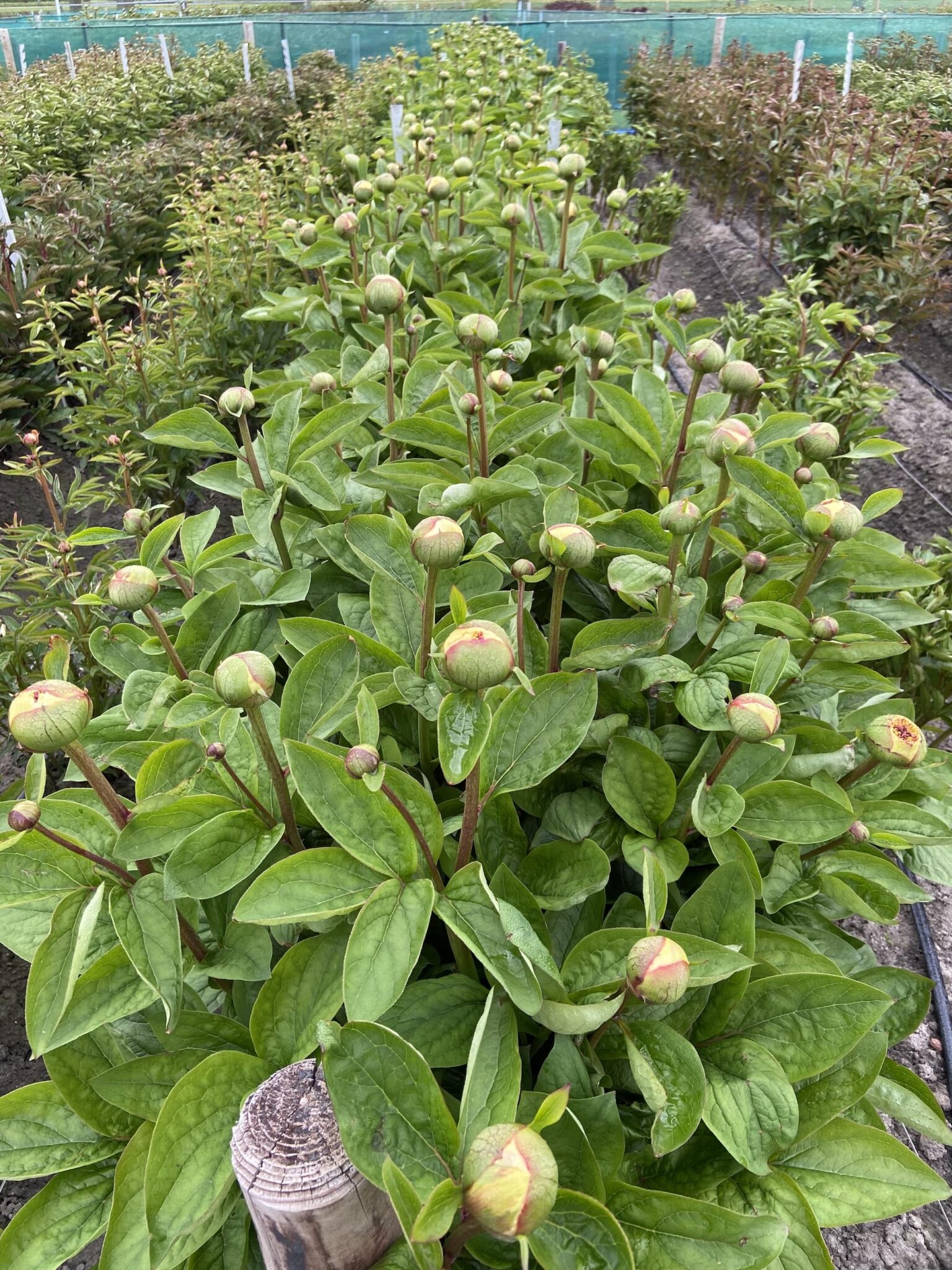 Peony Blushing Princess (Very early) - Green Works - Specialist in Peonies