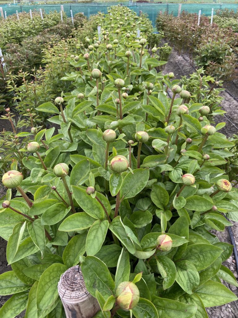 Peony Blushing Princess (Very early) - Green Works - Specialist in Peonies