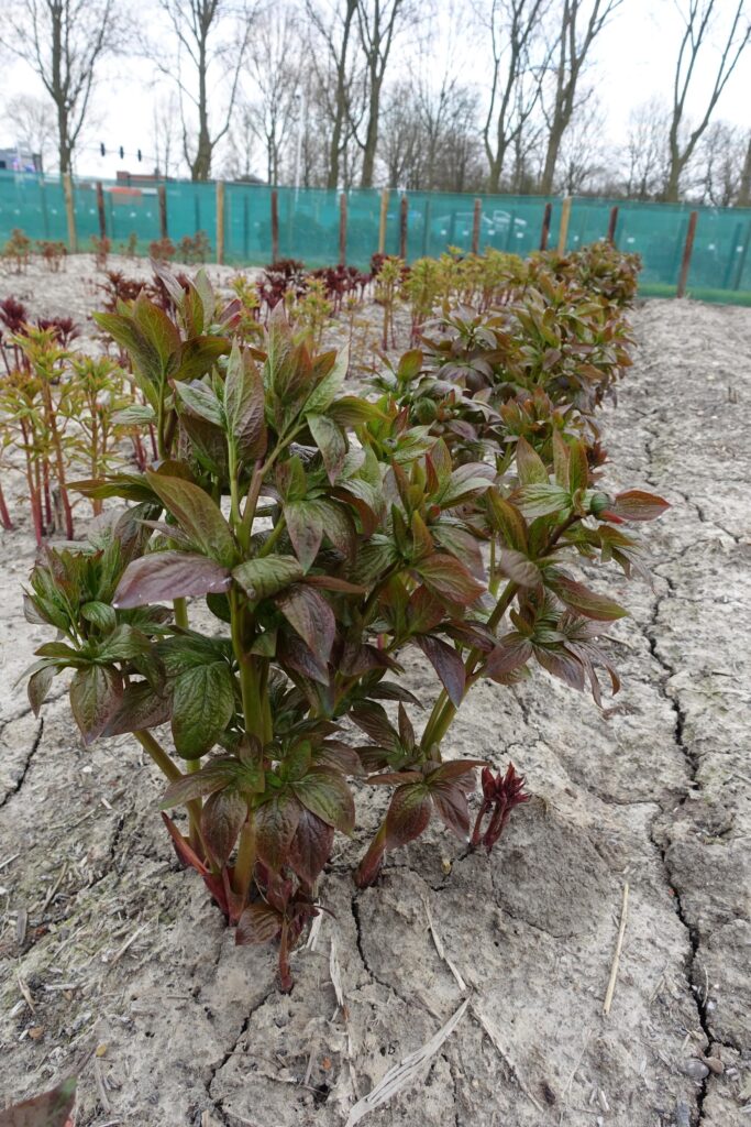 Peony Blushing Princess (Very early) - Green Works - Specialist in Peonies