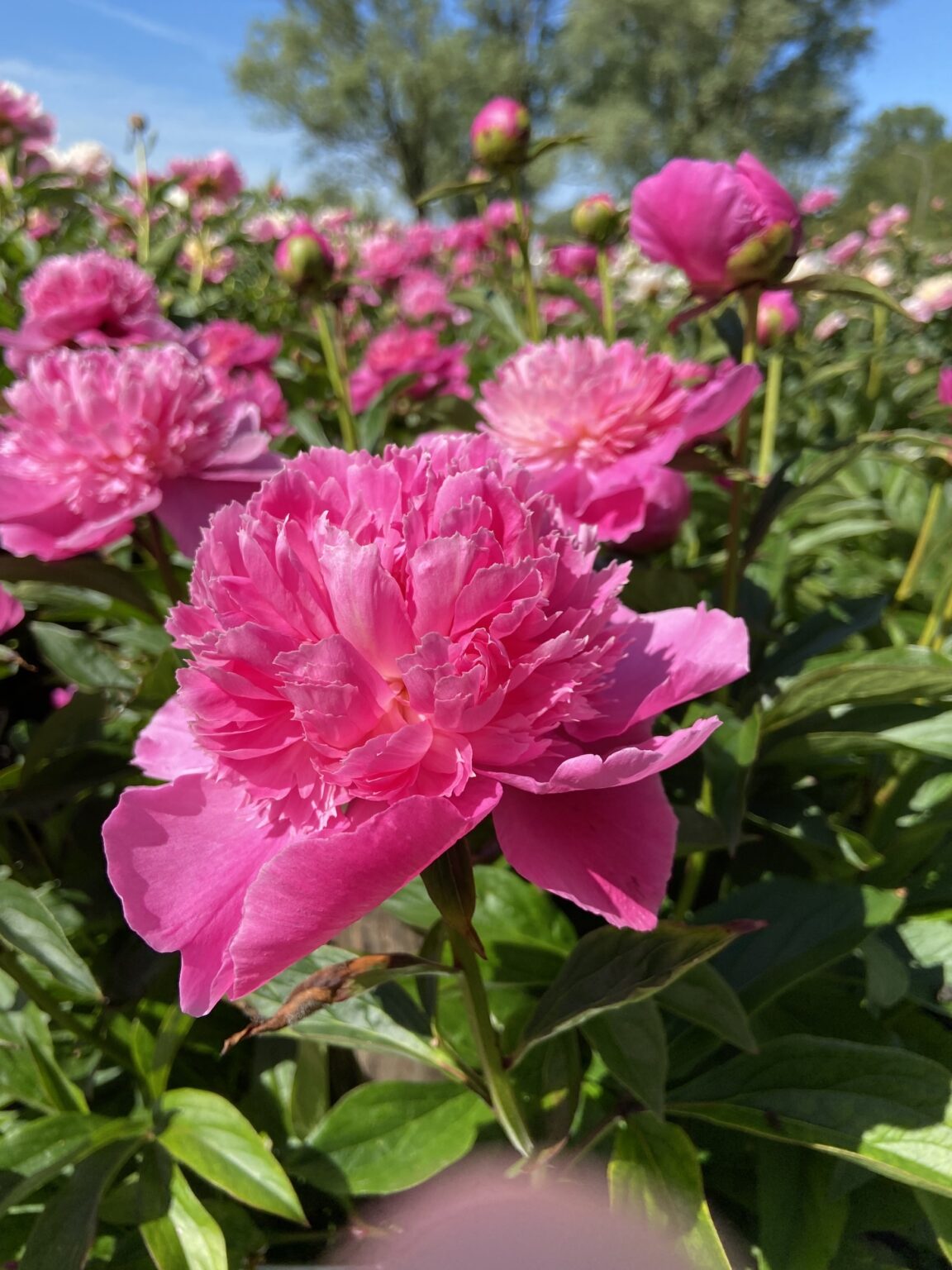 Peony Bouquet Perfect (Early - mid.) - Green Works - Specialist in Peonies