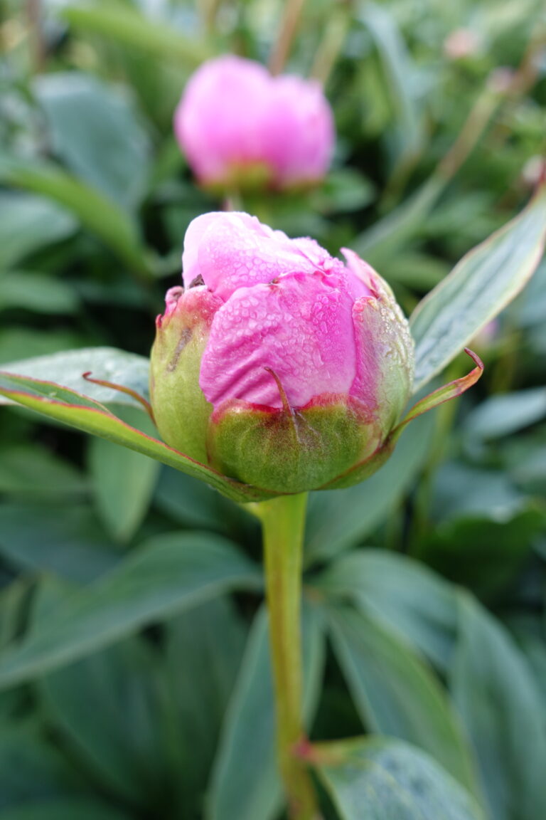 Peony Bowl of Beauty (Globe of Light) (Early - mid.) - Green Works ...