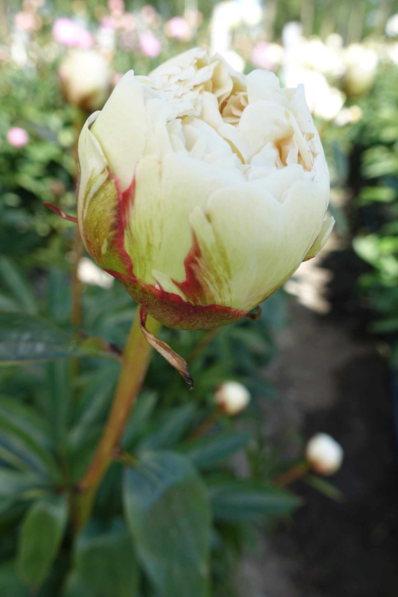 Peony Bowl of Cream (Early - mid.) - Green Works - Specialist in Peonies