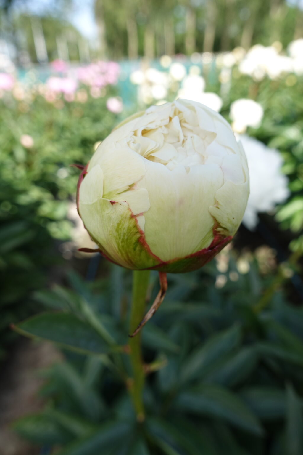 Peony Bowl of Cream (Early - mid.) - Green Works - Specialist in Peonies