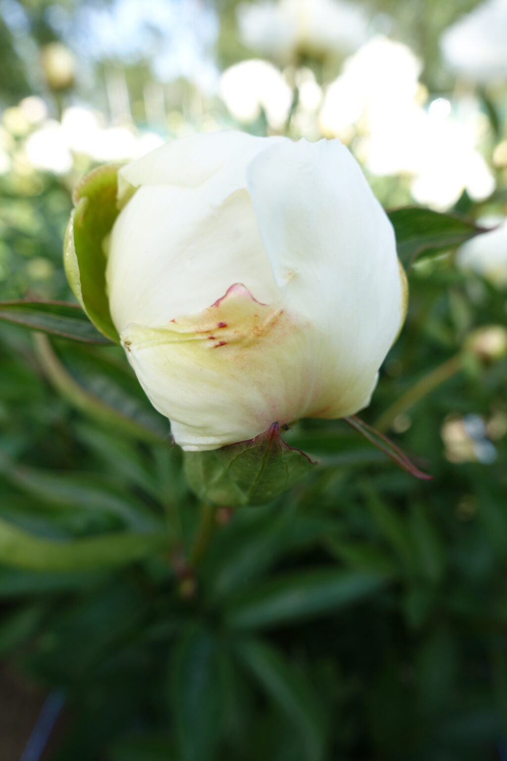 Peony Bridal Shower (Early - mid.) - Green Works - Specialist in Peonies
