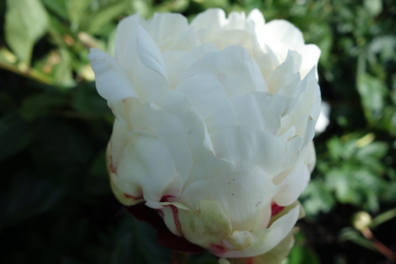 Peony Brother Chuck (Late) - Green Works - Specialist in Peonies