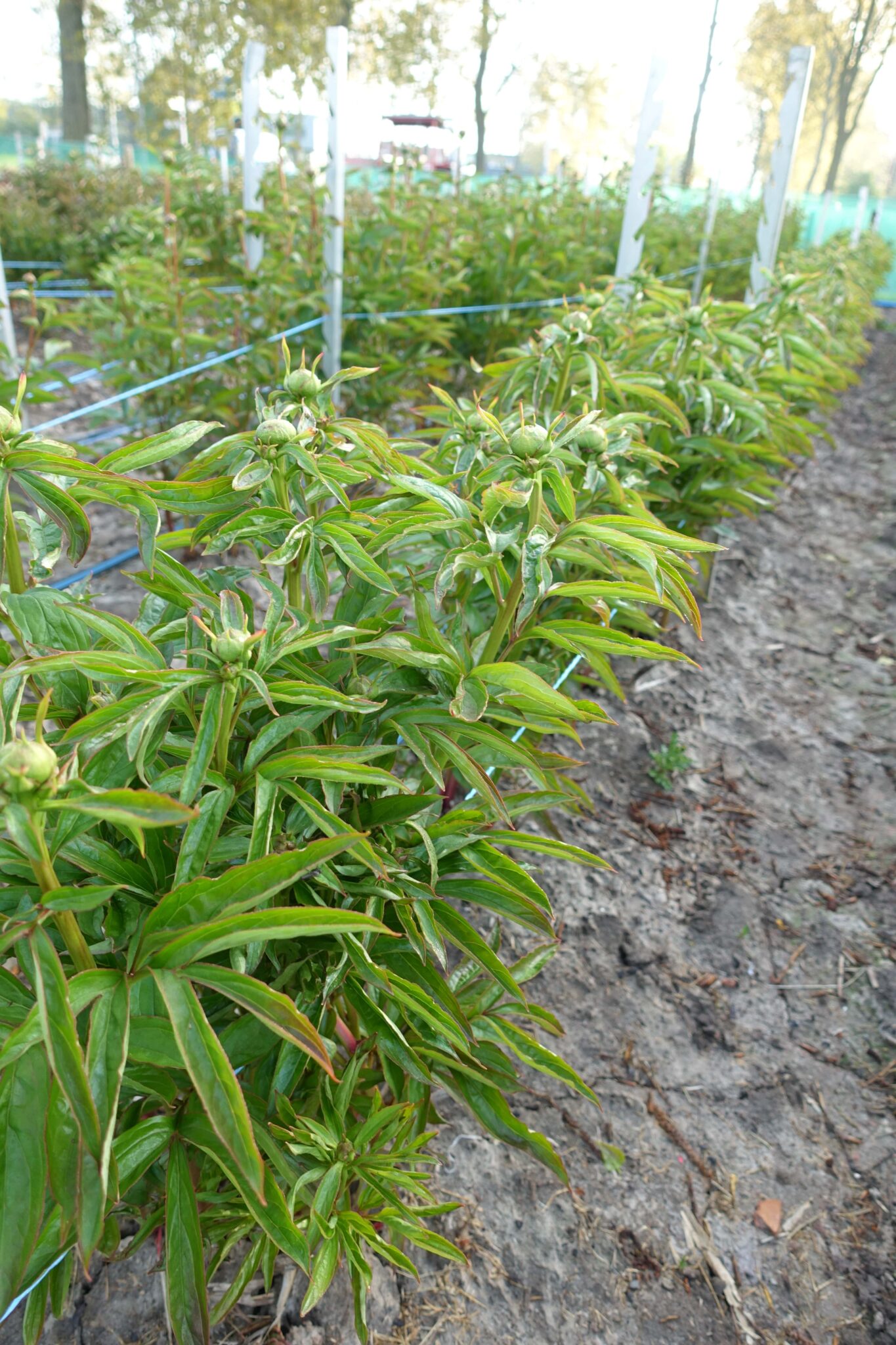 Peony Brother Chuck (Late) - Green Works - Specialist in Peonies