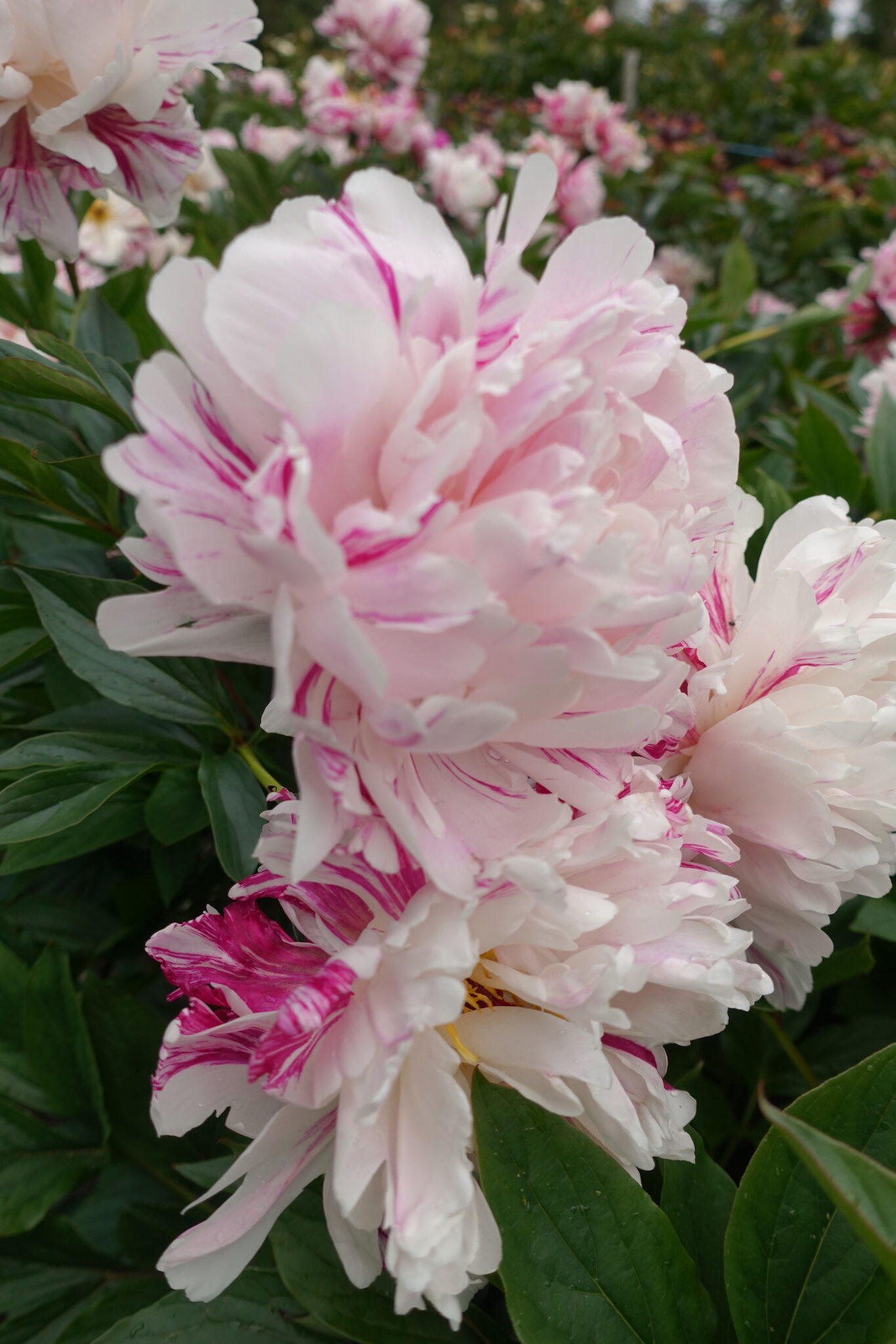 Peony Candy Stripe (Mid. - late) - Green Works - Specialist in Peonies