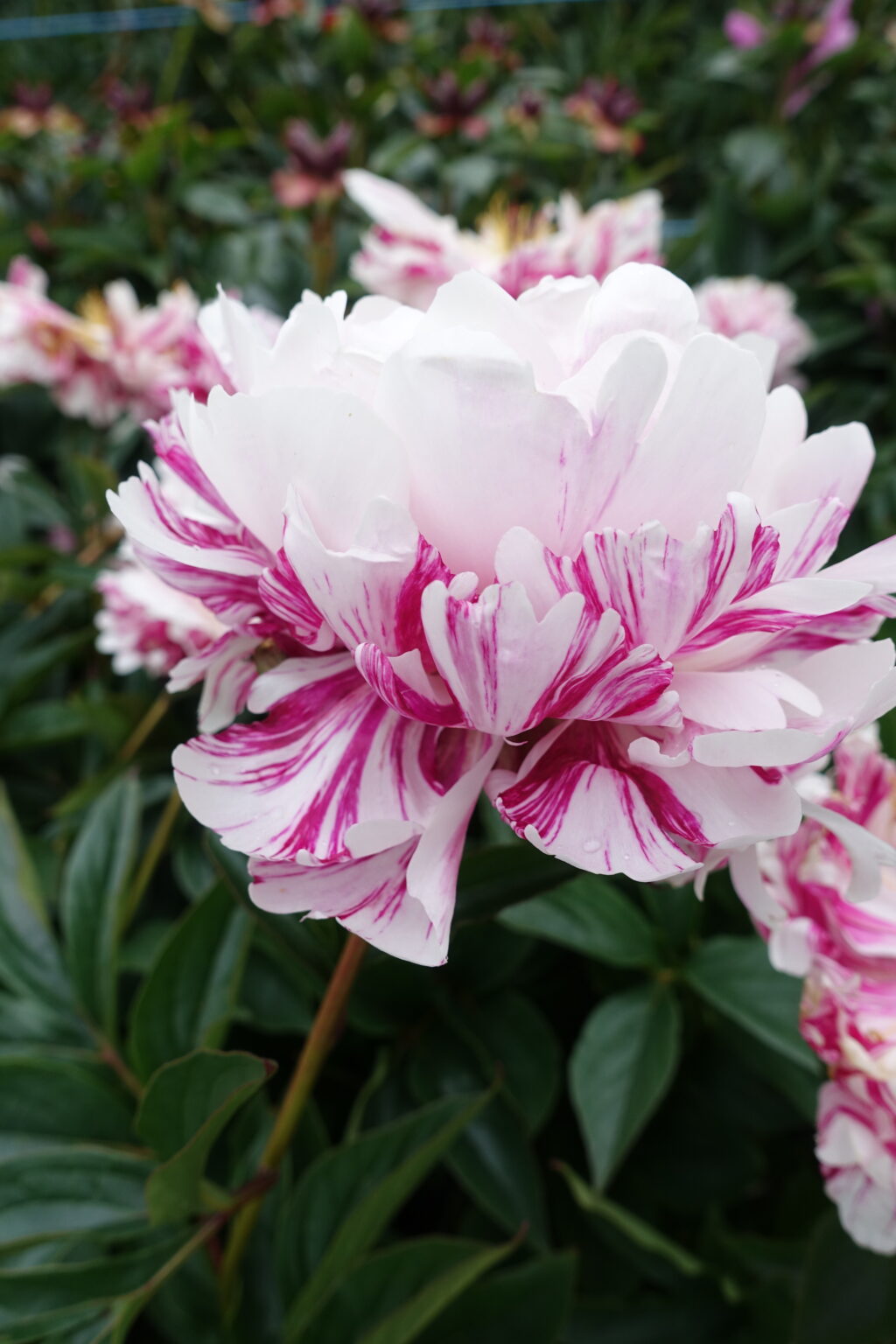 Peony Candy Stripe (Mid. - late) - Green Works - Specialist in Peonies