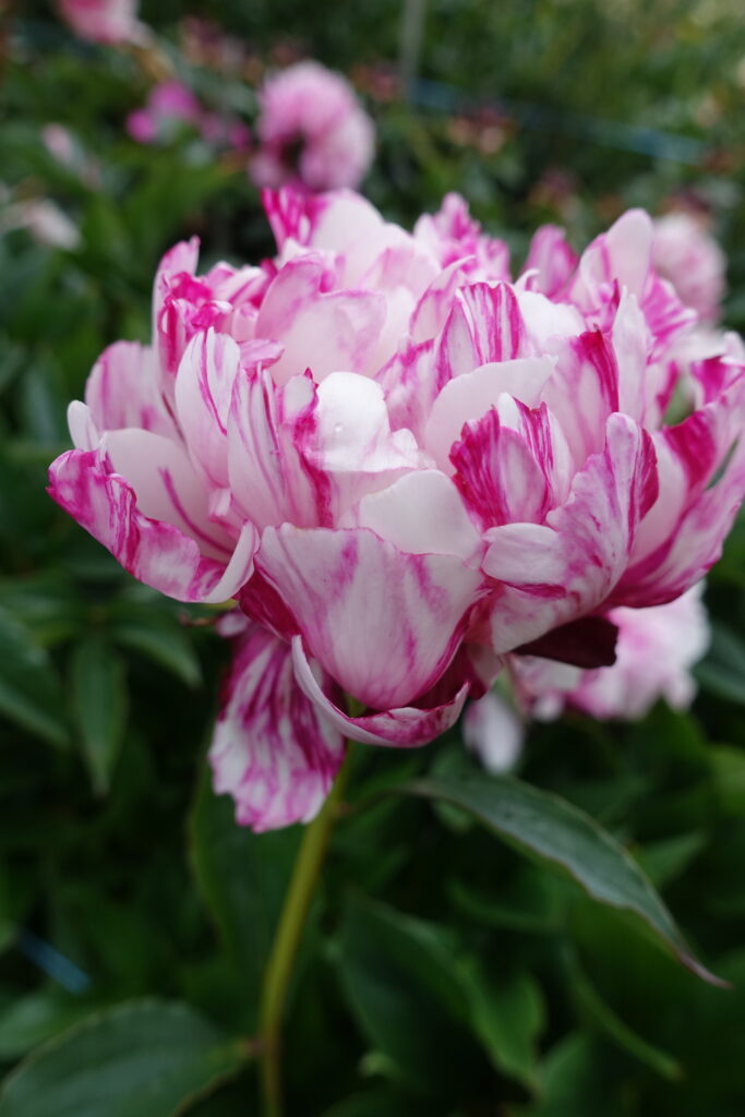 Peony Candy Stripe (Mid. - late) - Green Works - Specialist in Peonies