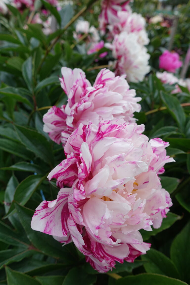 Peony Candy Stripe (Mid. - late) - Green Works - Specialist in Peonies