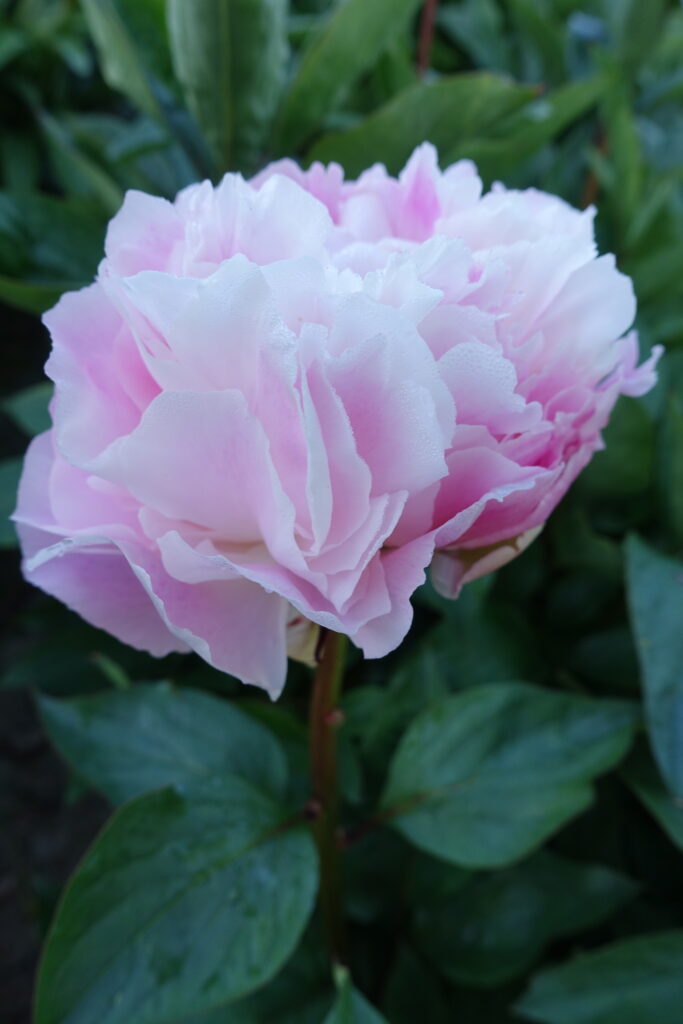 Peony Catharina Fontijn (Mid.) - Green Works - Specialist in Peonies