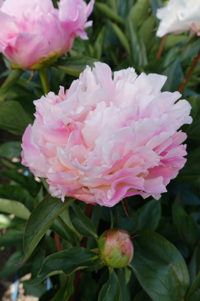 Peony Catharina Fontijn (Mid.) - Green Works - Specialist in Peonies