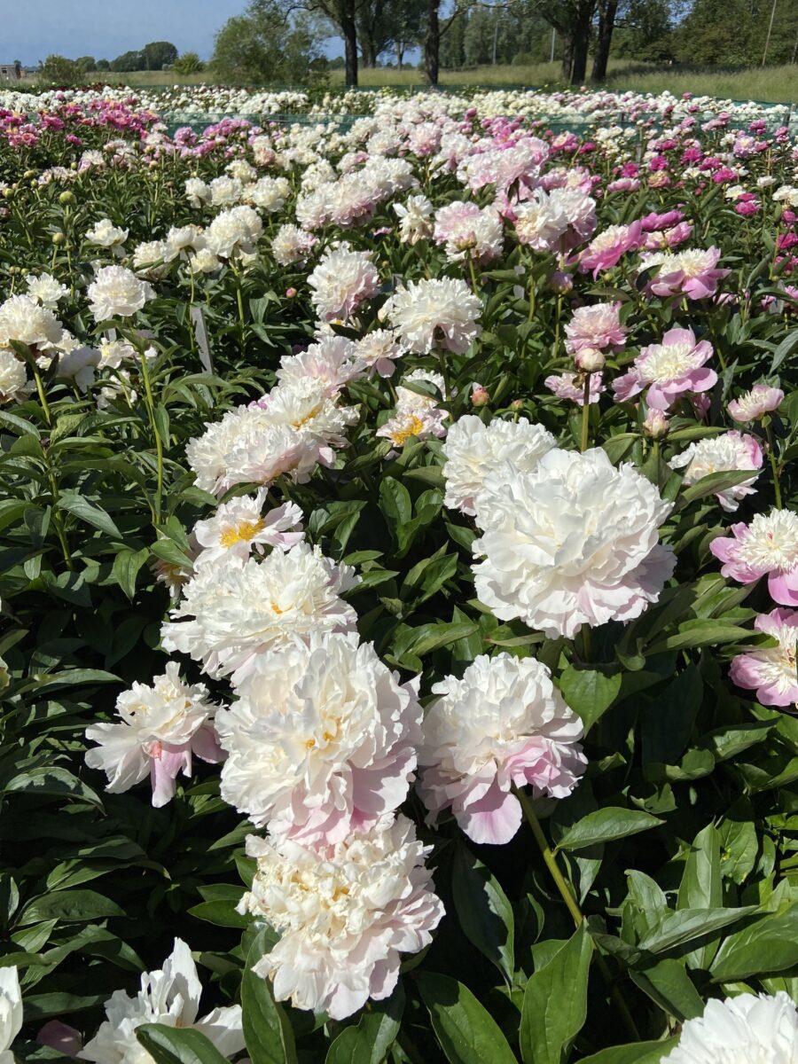 Peony Catharina Fontijn (Mid.) - Green Works - Specialist in Peonies