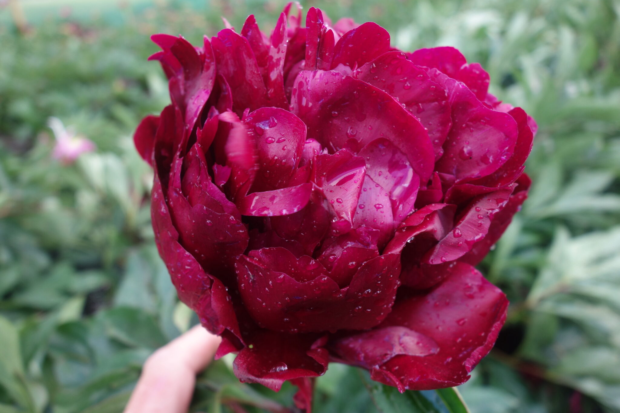 Peony Cherry Hill (Early - mid.) - Green Works - Specialist in Peonies