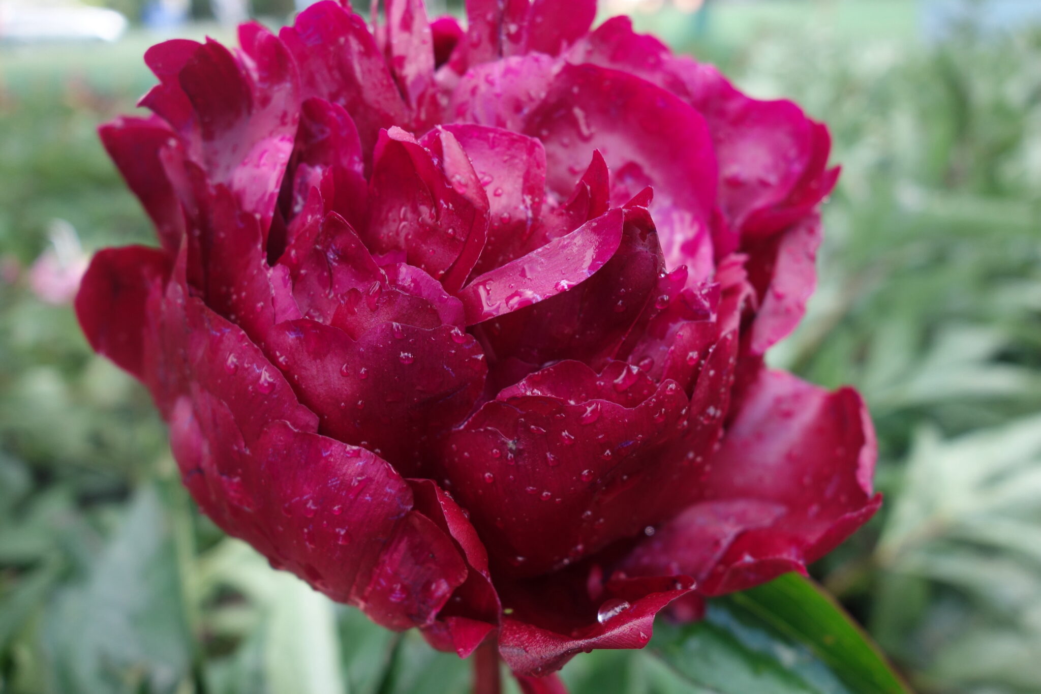 Peony Cherry Hill (Early - mid.) - Green Works - Specialist in Peonies