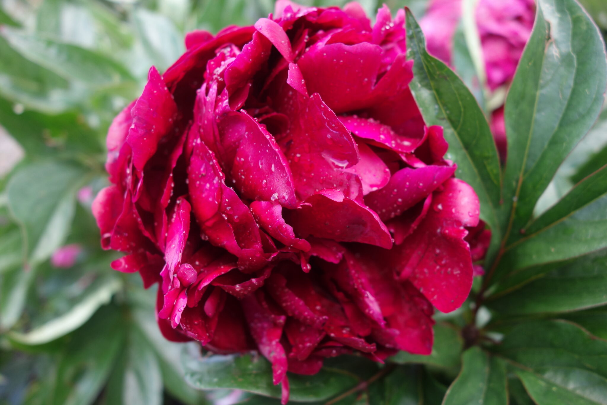 Peony Cherry Hill (Early - mid.) - Green Works - Specialist in Peonies