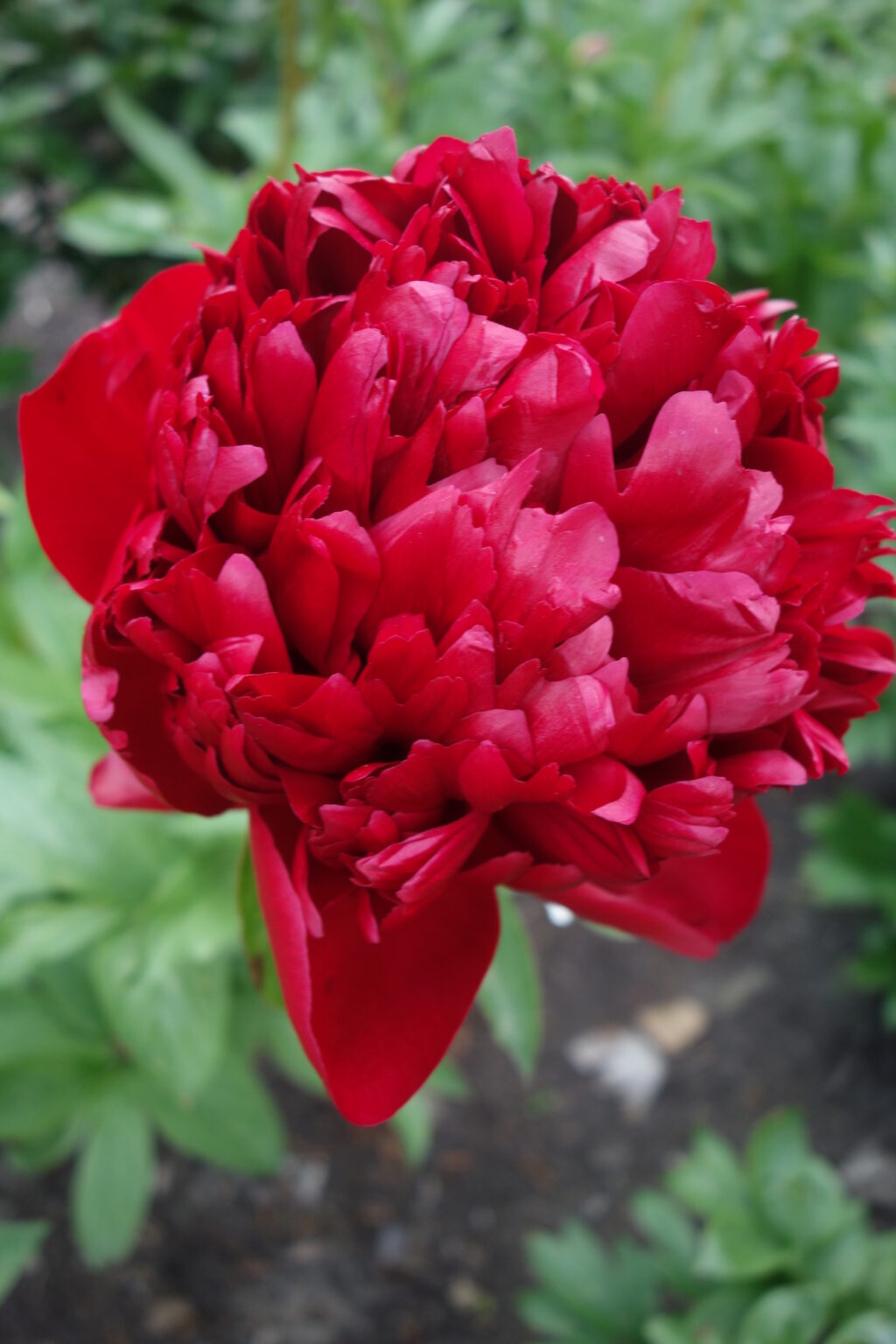 Peony Christmas Velvet (Early) - Green Works - Specialist in Peonies