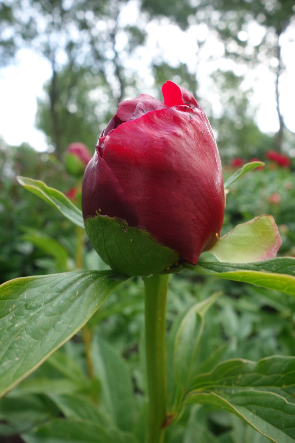 Peony Christmas Velvet (Early) - Green Works - Specialist in Peonies