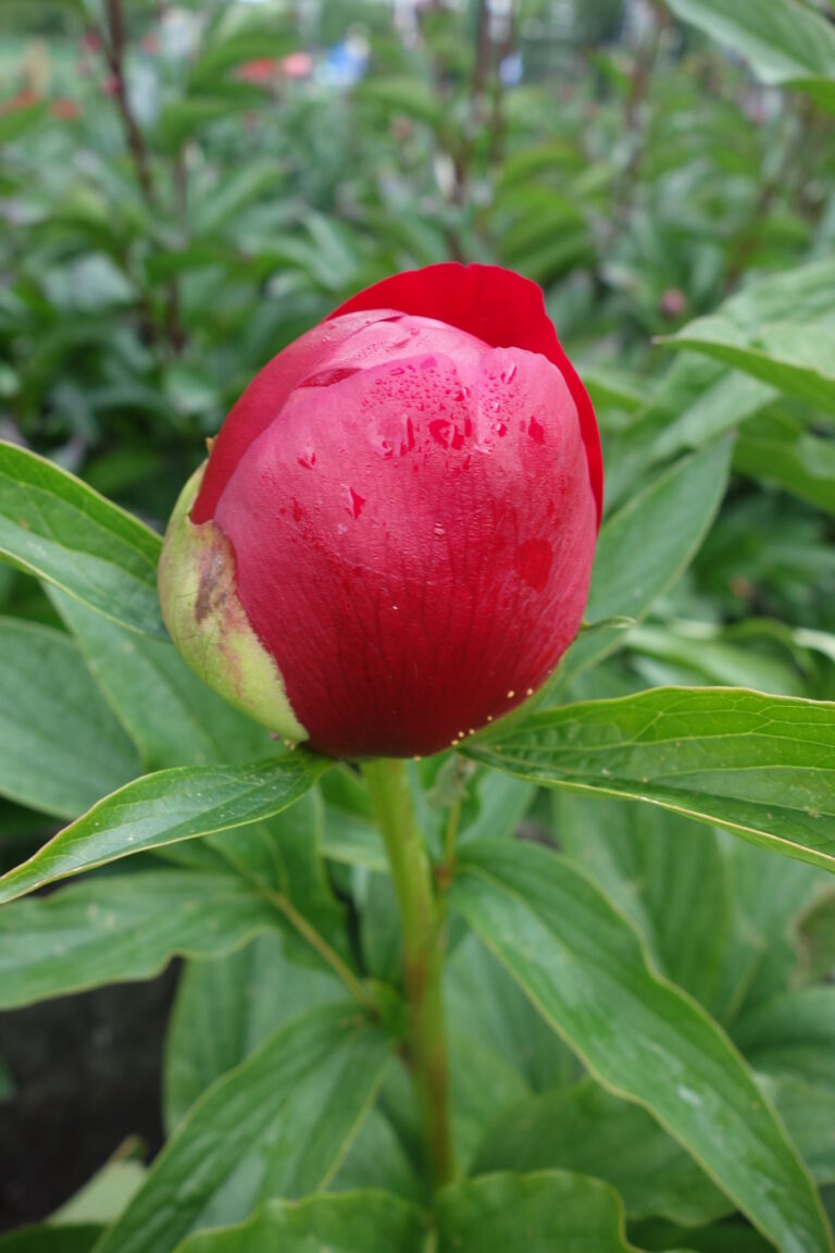 Peony Christmas Velvet (Early) - Green Works - Specialist in Peonies