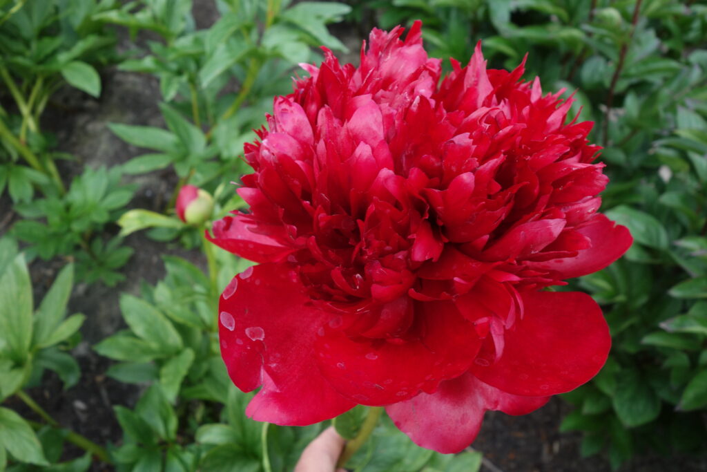 Peony Christmas Velvet (Early) - Green Works - Specialist in Peonies