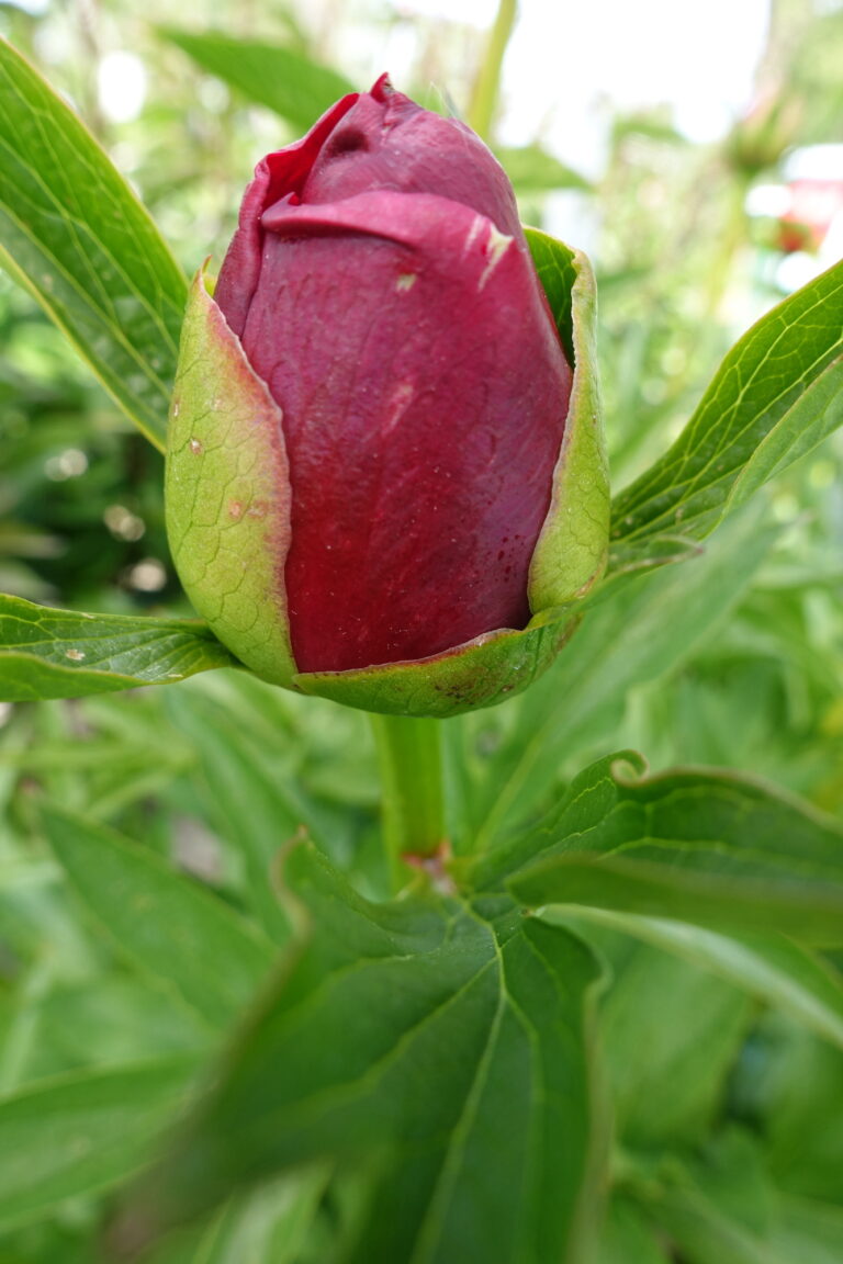 Peony Christmas Velvet (Early) - Green Works - Specialist in Peonies