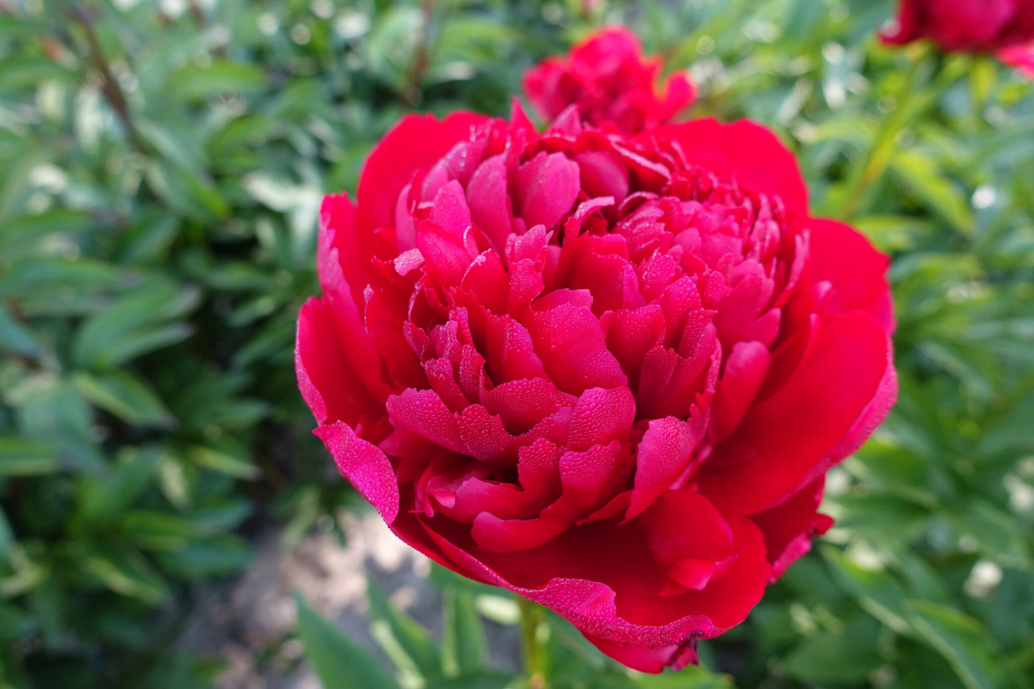 Peony Christmas Velvet (Early) - Green Works - Specialist in Peonies