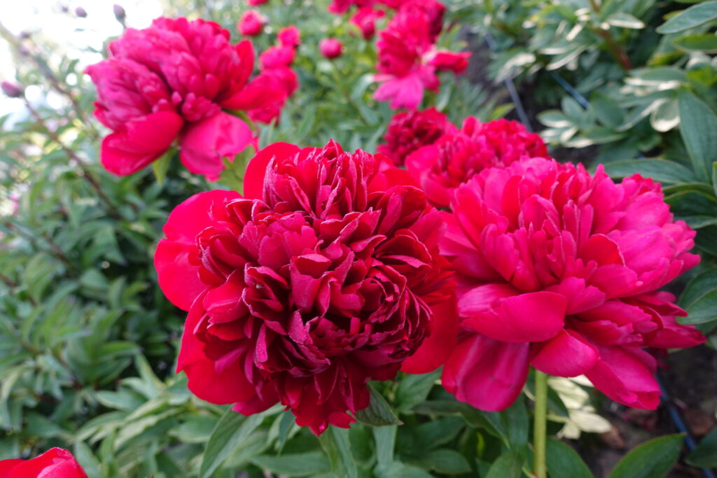 Peony Christmas Velvet (Early) - Green Works - Specialist in Peonies