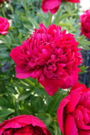 Peony Christmas Velvet (Early) - Green Works - Specialist in Peonies