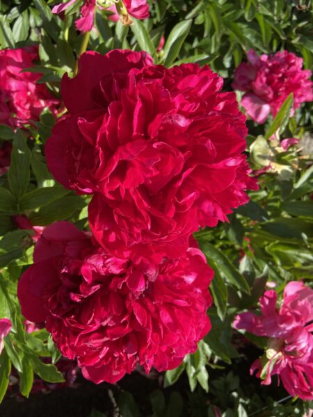 Peony Christmas Velvet (Early) - Green Works - Specialist in Peonies