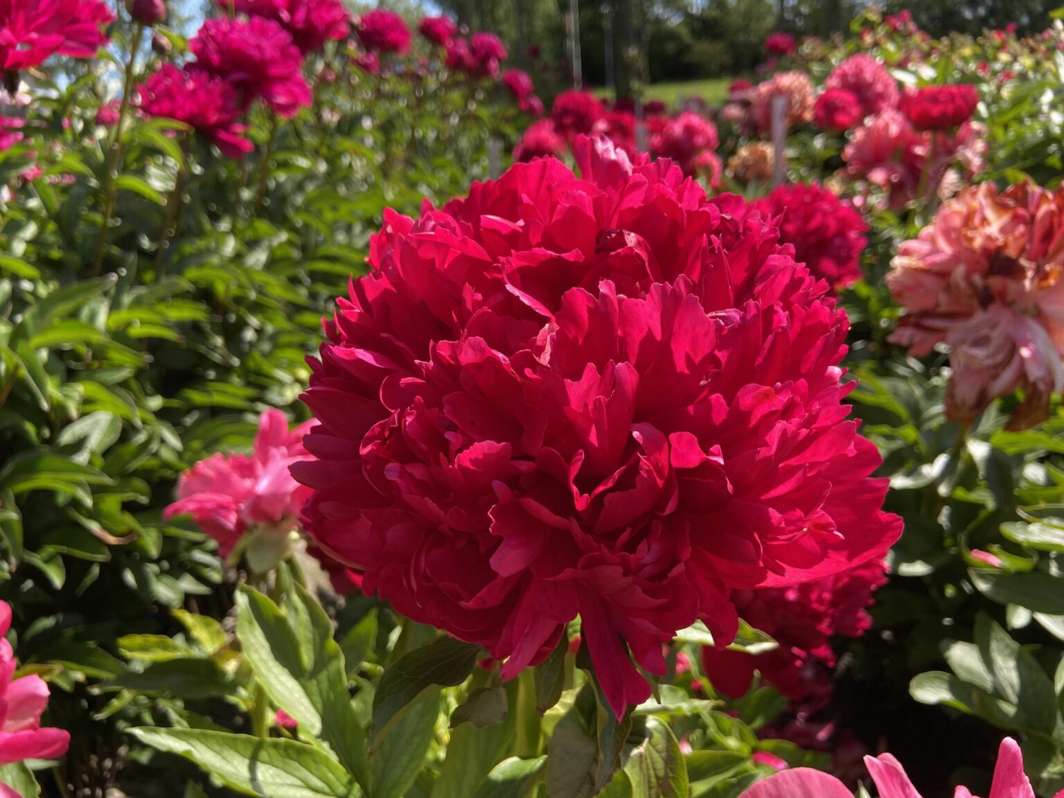 Peony Christmas Velvet (Early) - Green Works - Specialist in Peonies