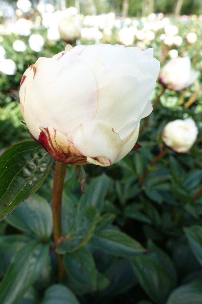 Peony Class Act (Mid.) - Green Works - Specialist in Peonies