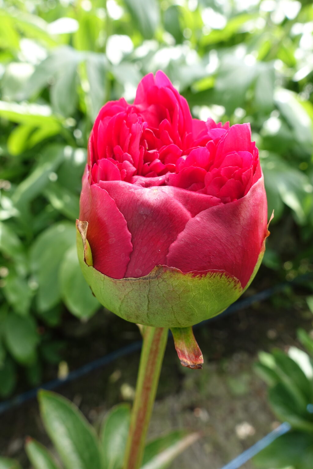 Peony Command Performance (Early) - Green Works - Specialist in Peonies