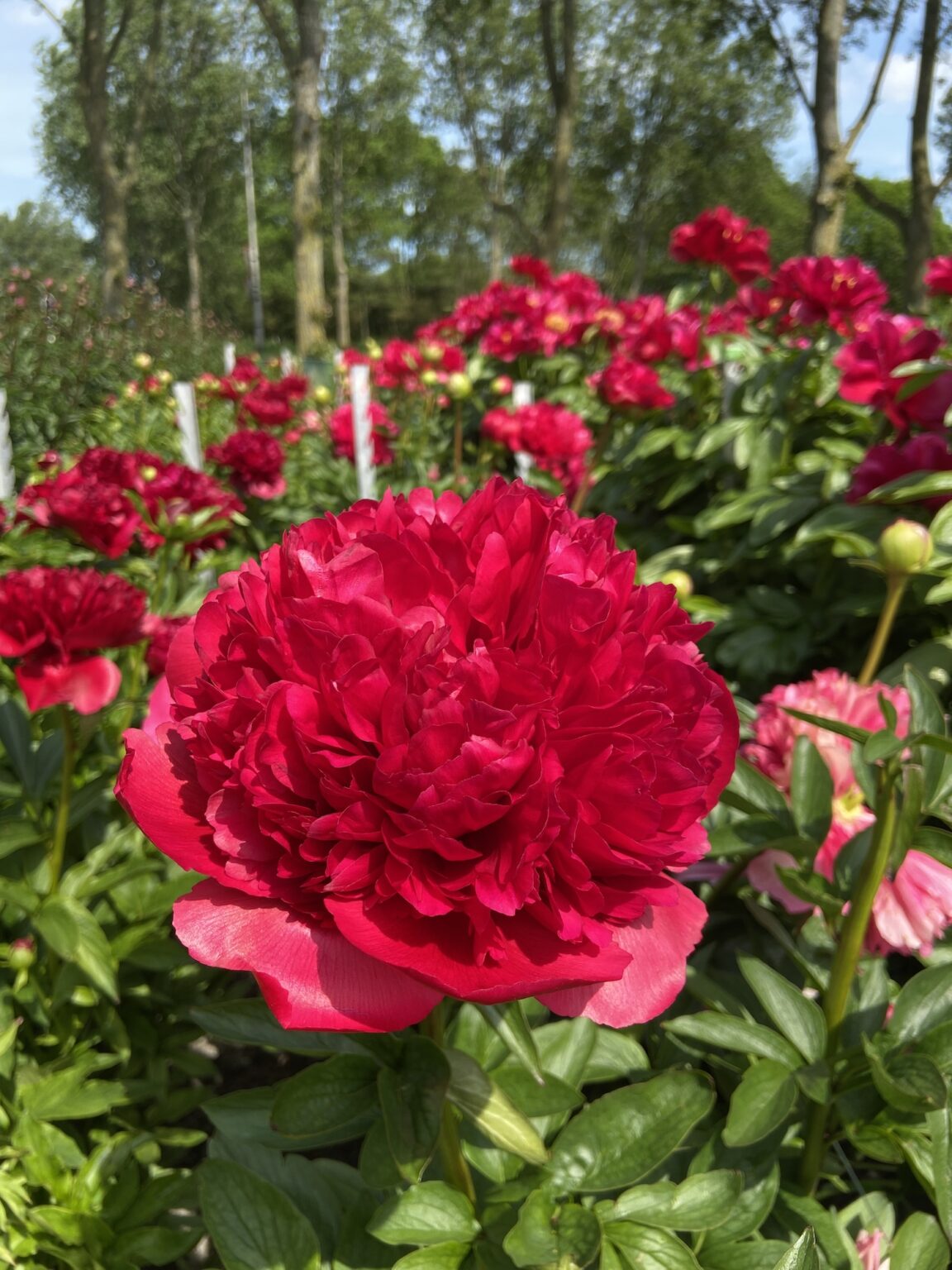 Peony Command Performance (Early) - Green Works - Specialist in Peonies