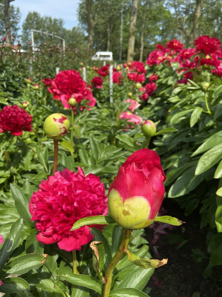 Peony Command Performance (Early) - Green Works - Specialist in Peonies