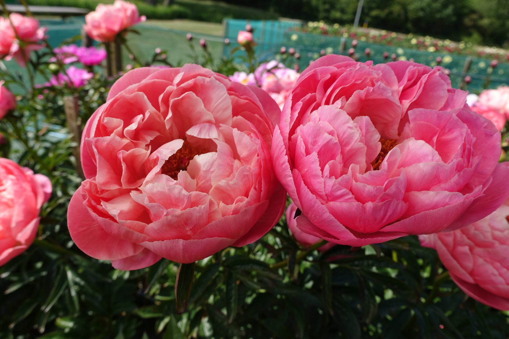 Peony Coral Charm (Early) - Green Works - Specialist in Peonies