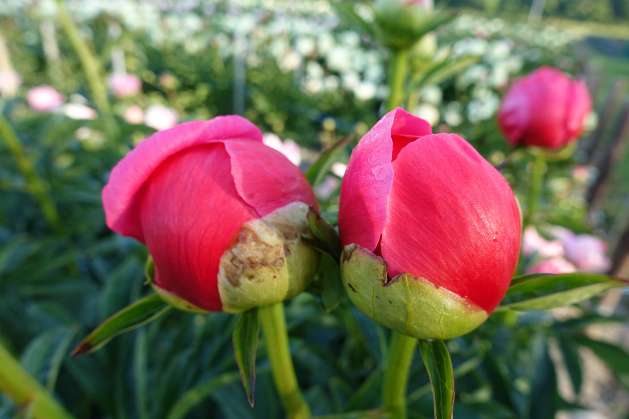 Peony Coral Magic (Early) - Green Works - Specialist in Peonies