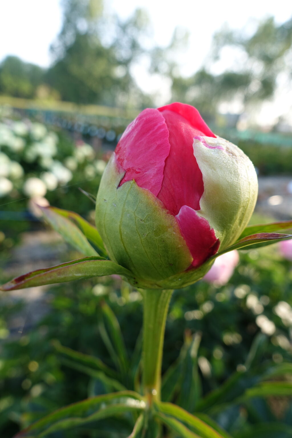 Peony Coral Magic (Early) - Green Works - Specialist in Peonies