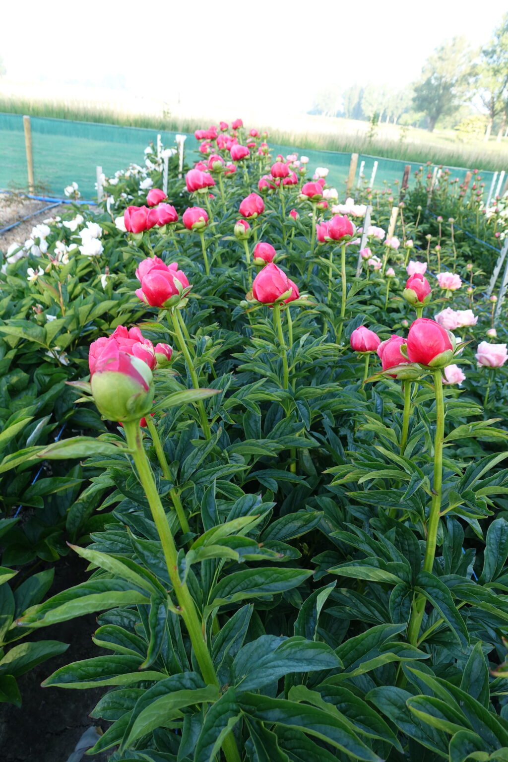 Peony Coral Magic (Early) - Green Works - Specialist in Peonies