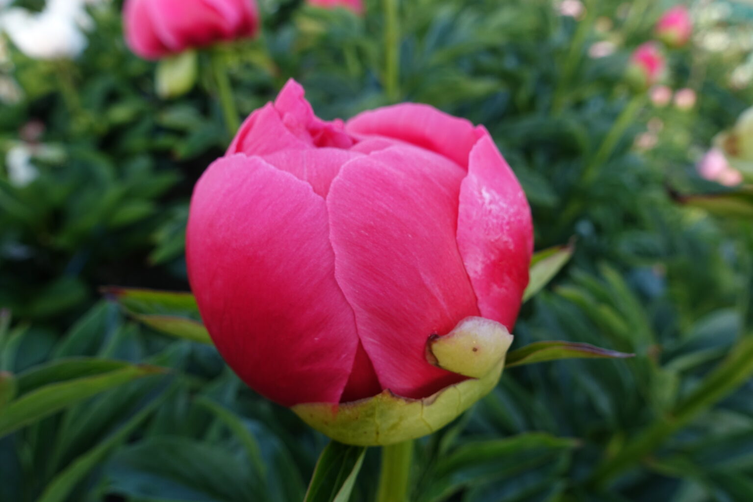 Peony Coral Magic (Early) - Green Works - Specialist in Peonies