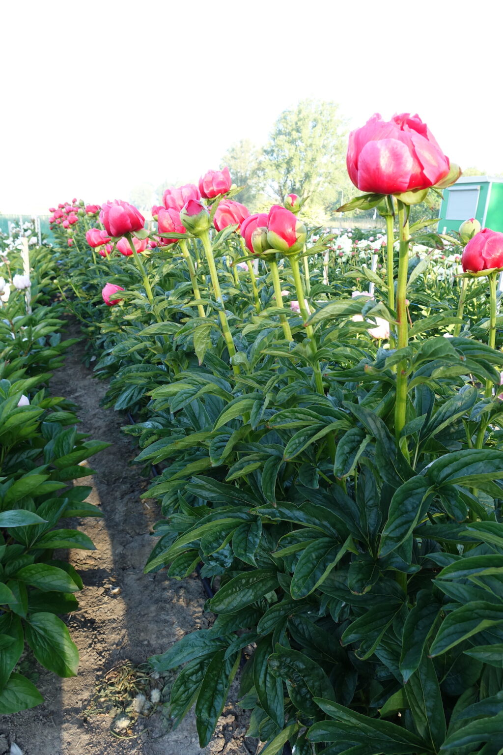 Peony Coral Magic (Early) - Green Works - Specialist in Peonies