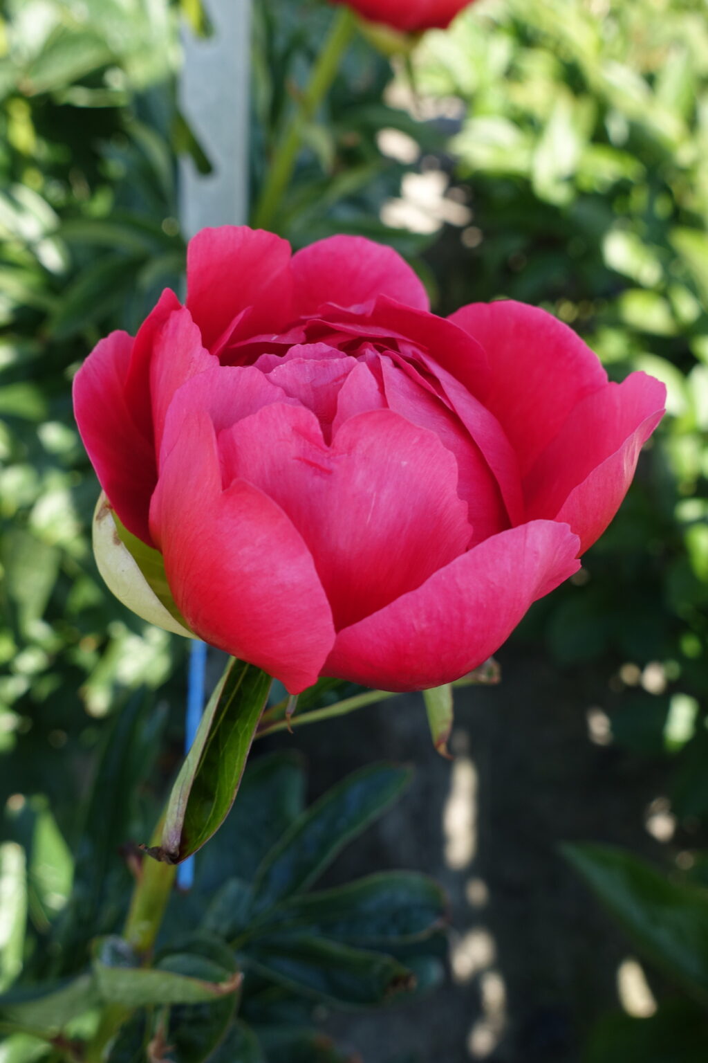 Peony Coral Magic (Early) - Green Works - Specialist in Peonies
