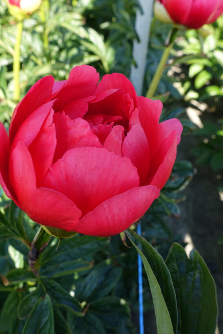 Peony Coral Magic (Early) - Green Works - Specialist in Peonies