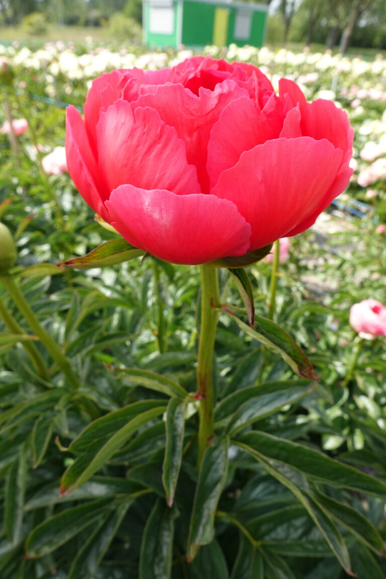 Peony Coral Magic (Early) - Green Works - Specialist in Peonies