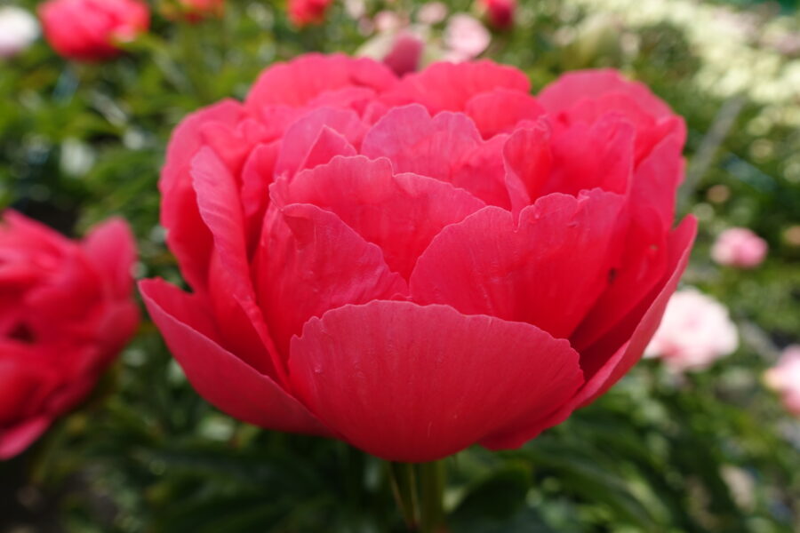 Peony Coral Magic (Early) - Green Works - Specialist in Peonies
