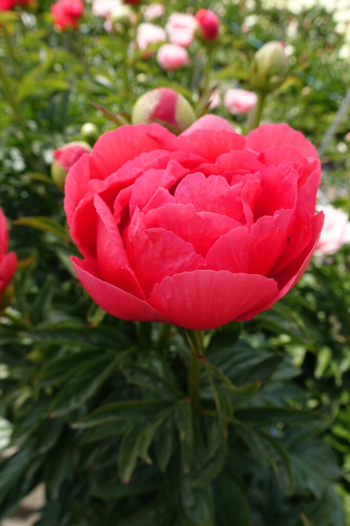 Peony Coral Magic (Early) - Green Works - Specialist in Peonies
