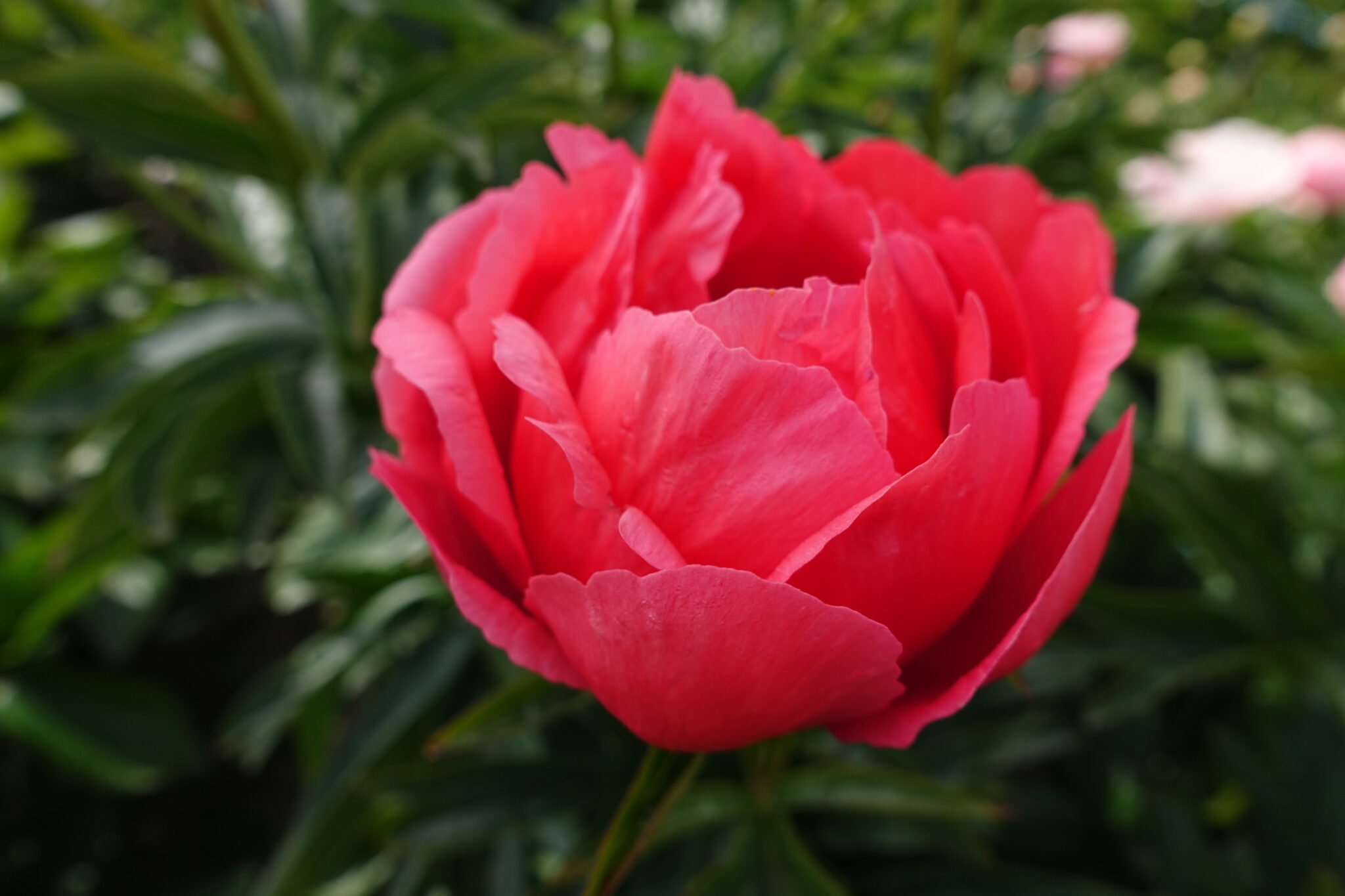 Peony Coral Magic (Early) - Green Works - Specialist in Peonies