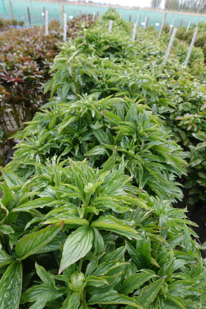 Peony Coral Magic (Early) - Green Works - Specialist in Peonies