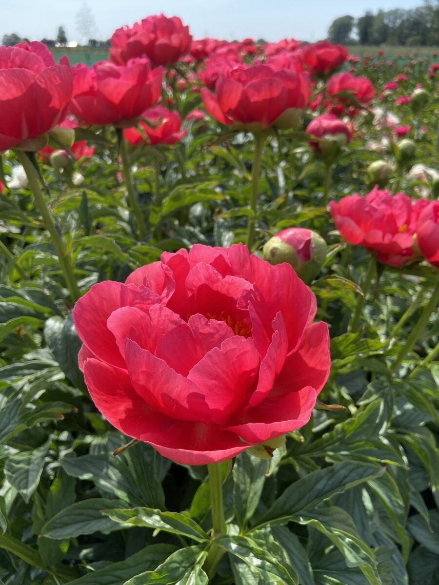 Peony Coral Magic (Early) - Green Works - Specialist in Peonies
