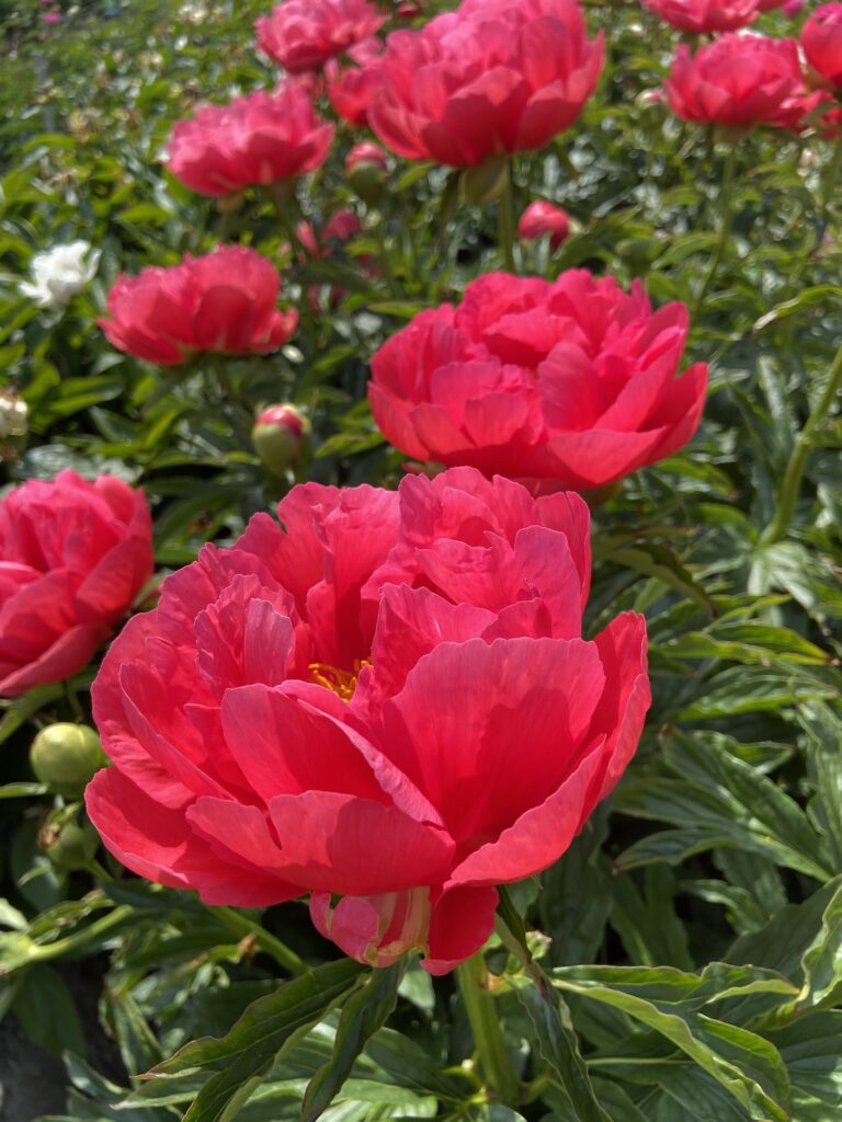 Peony Coral Magic (Early) - Green Works - Specialist in Peonies